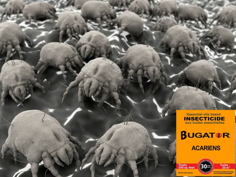 Comment traiter les acariens avec Bugator et les huiles essentielles
